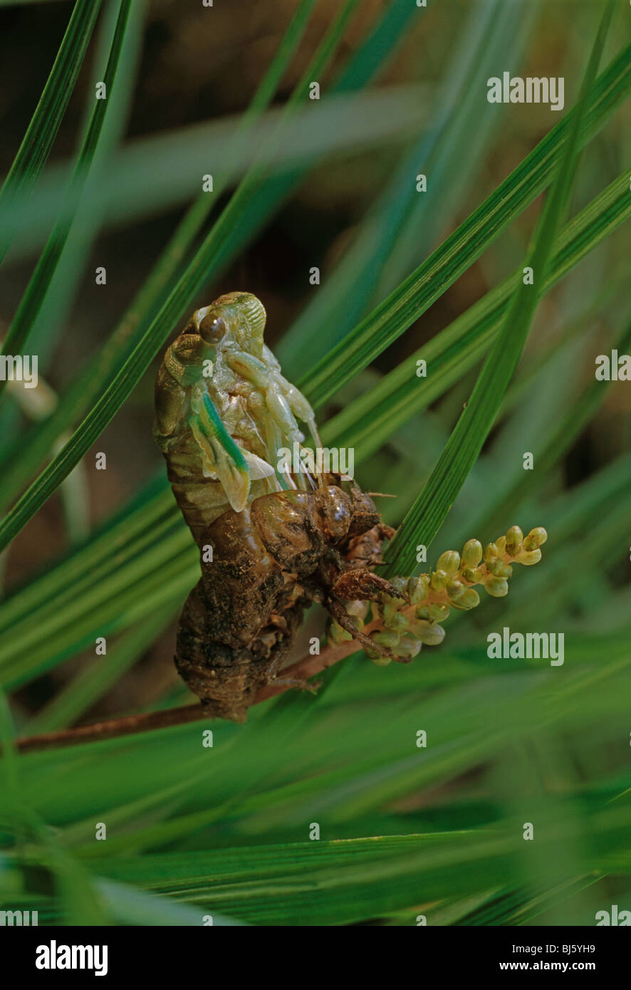 Locust shell hi-res stock photography and images - Alamy