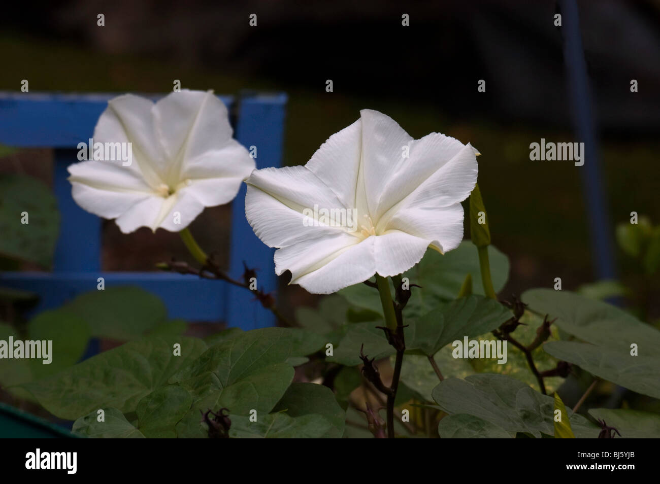 Moon Flower, Ipomoea alba Stock Photo - Alamy