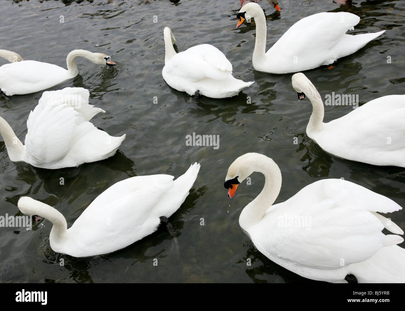 Group of swans hi-res stock photography and images - Alamy