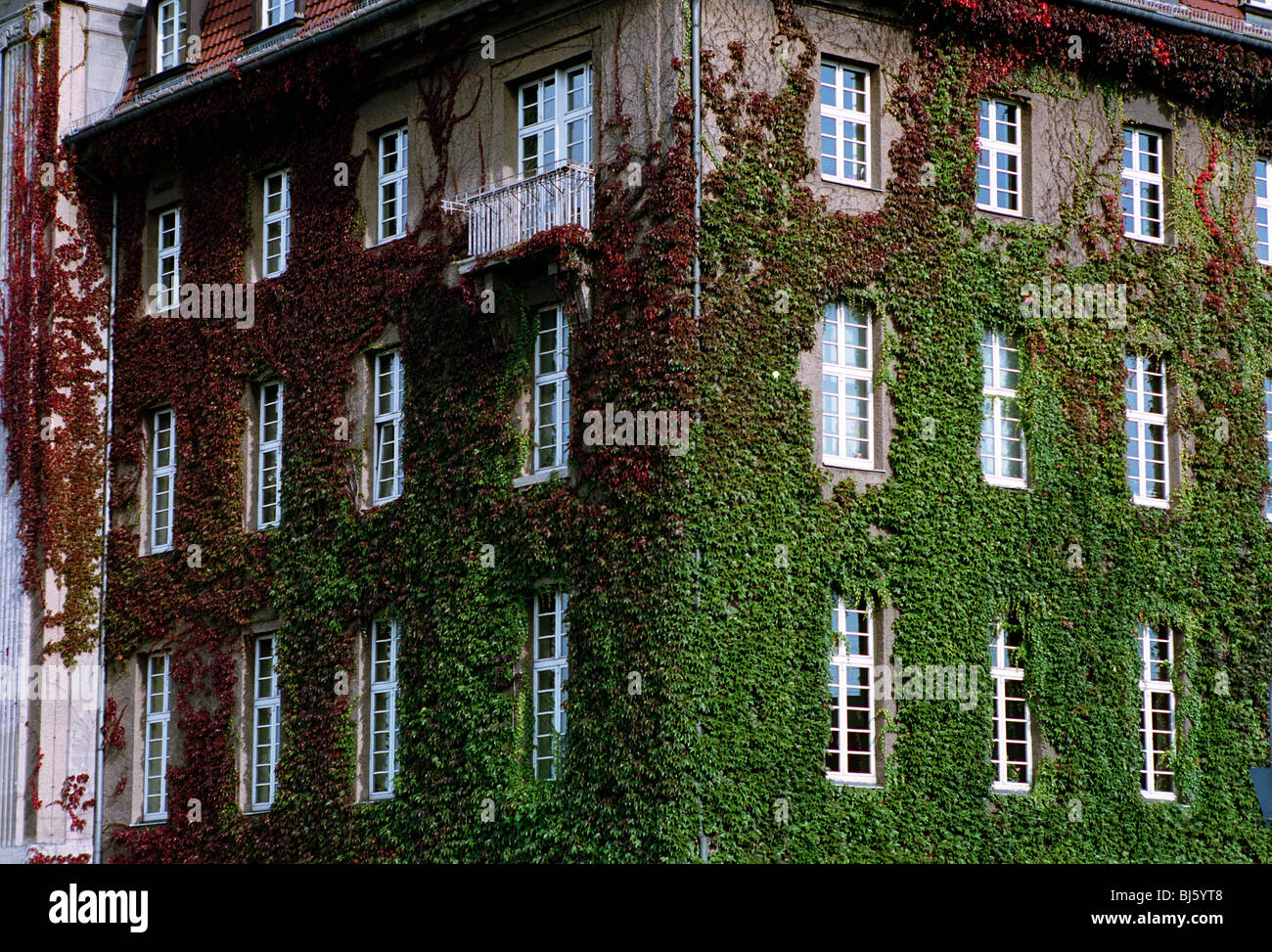 Ivy growing house wall autumn architecture hi-res stock photography and ...