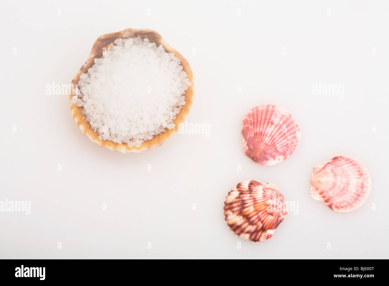 Scallop shells cut out hi-res stock photography and images - Alamy