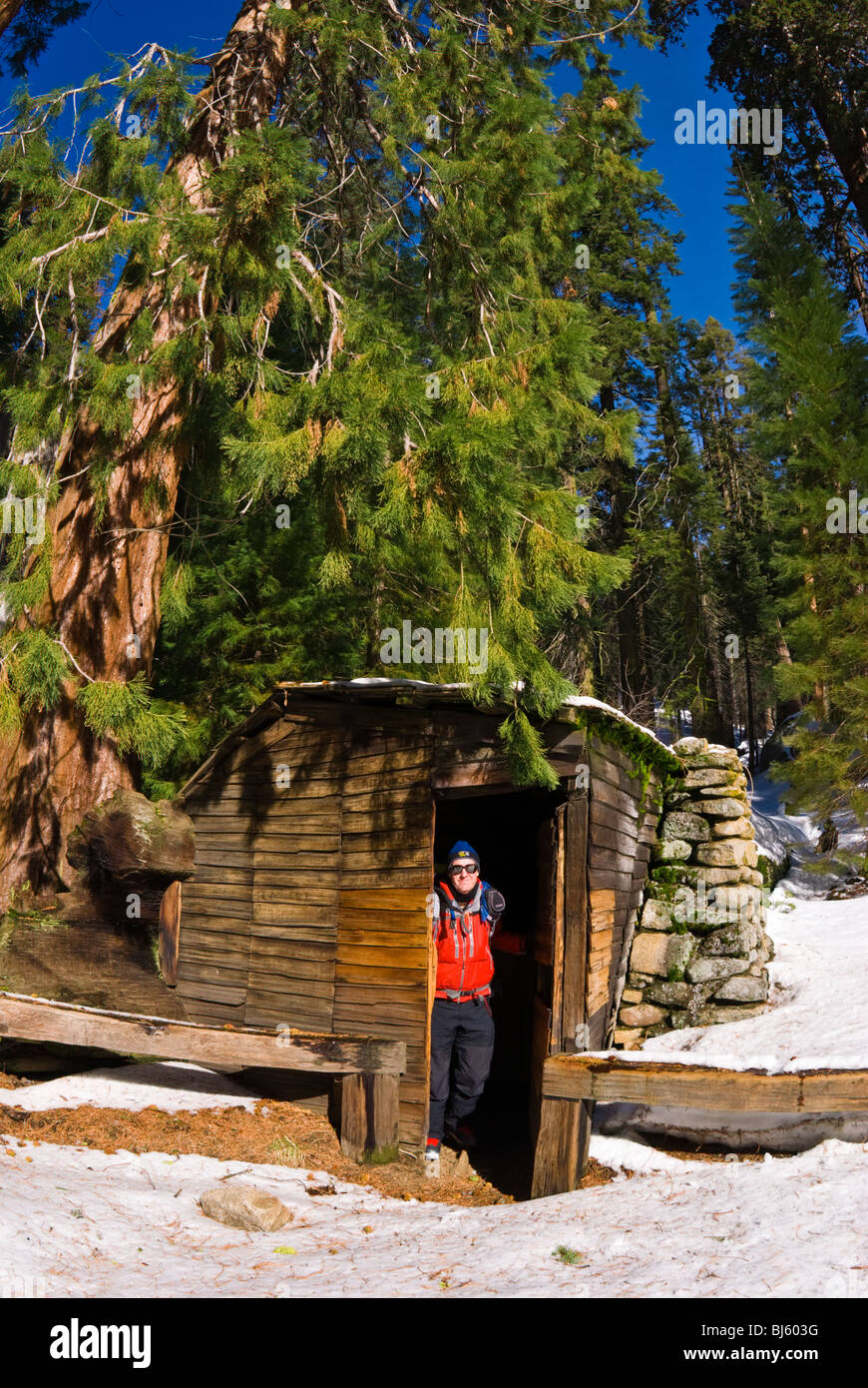 Backcountry skier at Tharp's Log, Giant Forest, Sequoia National Park ...
