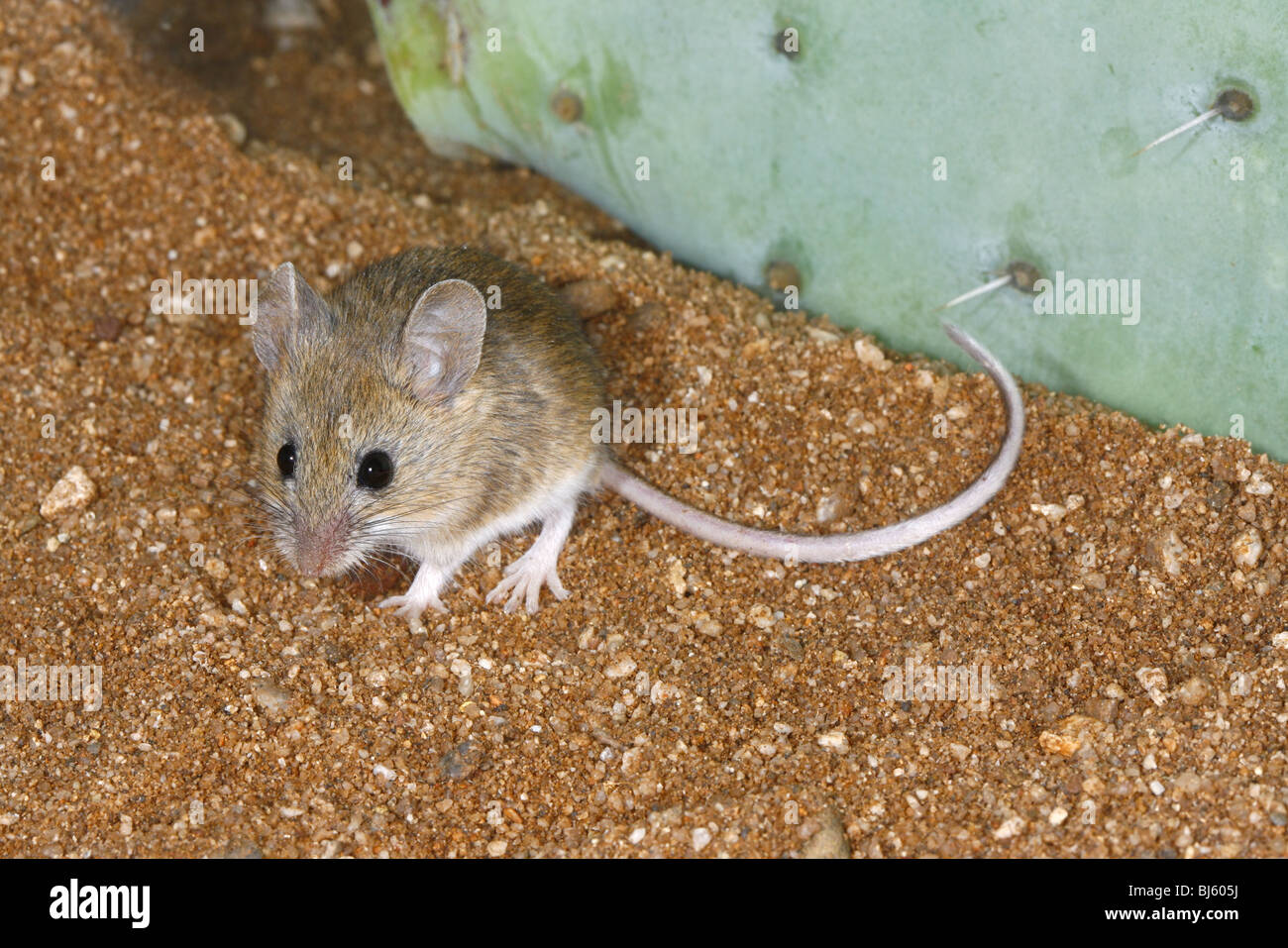Western Harvest Mouse Stock Photo - Alamy