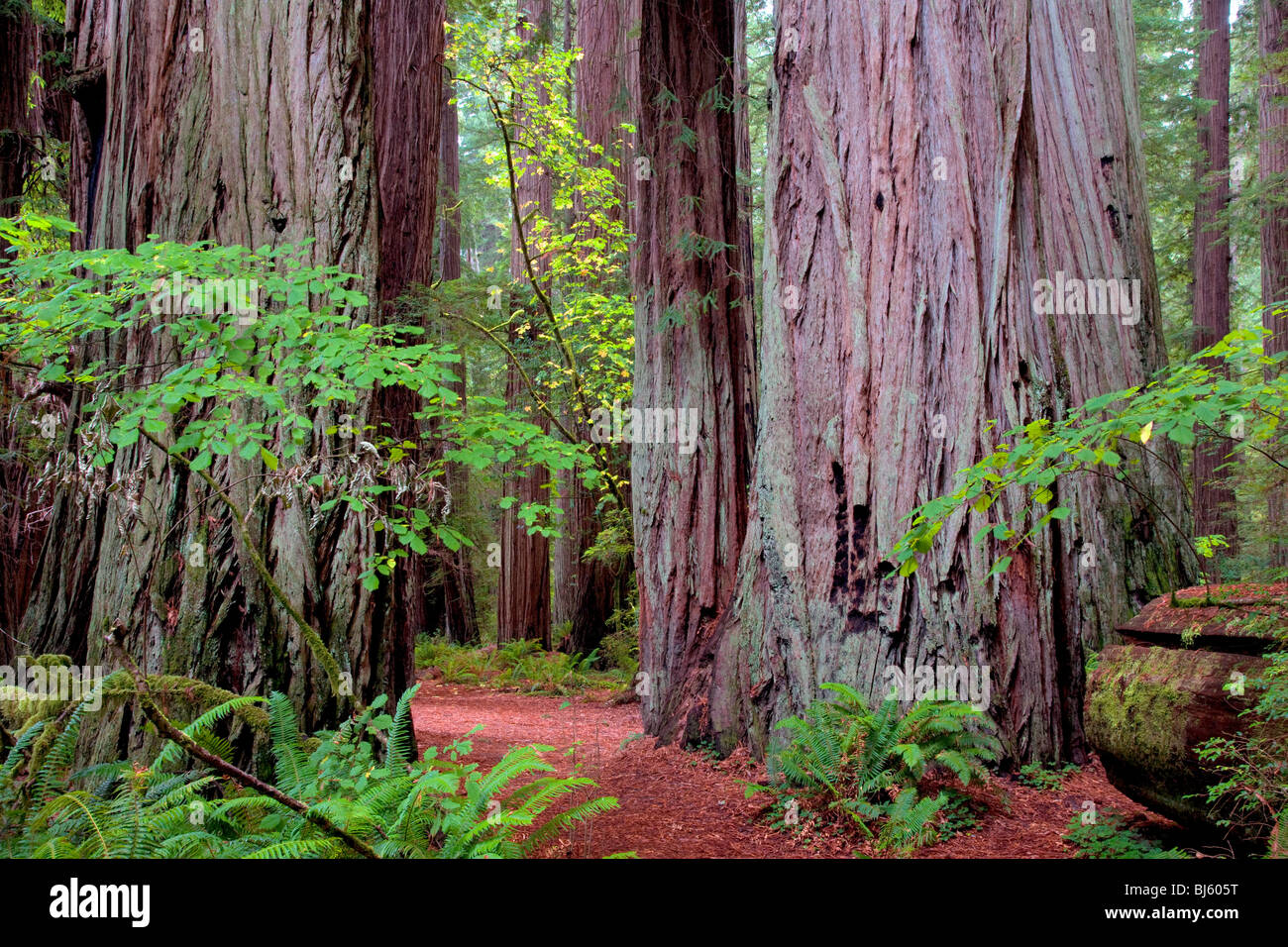 Big tree trail hi-res stock photography and images - Alamy