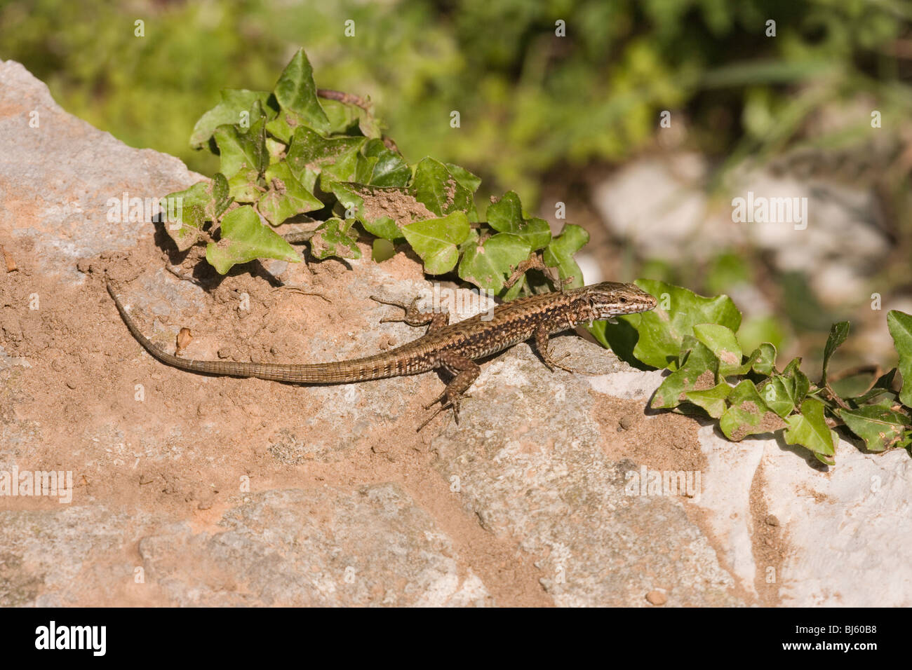 Lizard common activity hi-res stock photography and images - Alamy