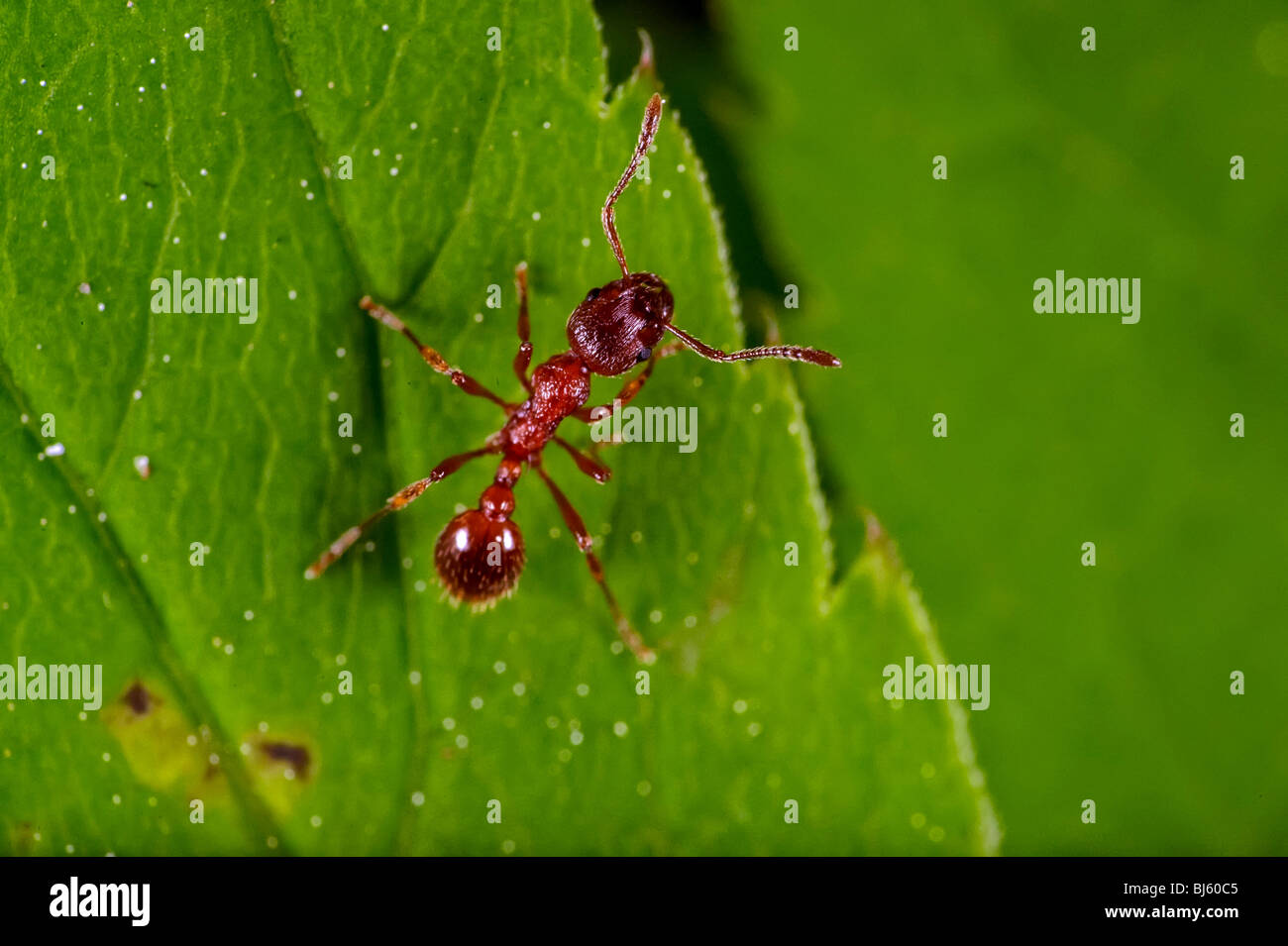 Insect macro, Russia, Moscow Region Stock Photo - Alamy