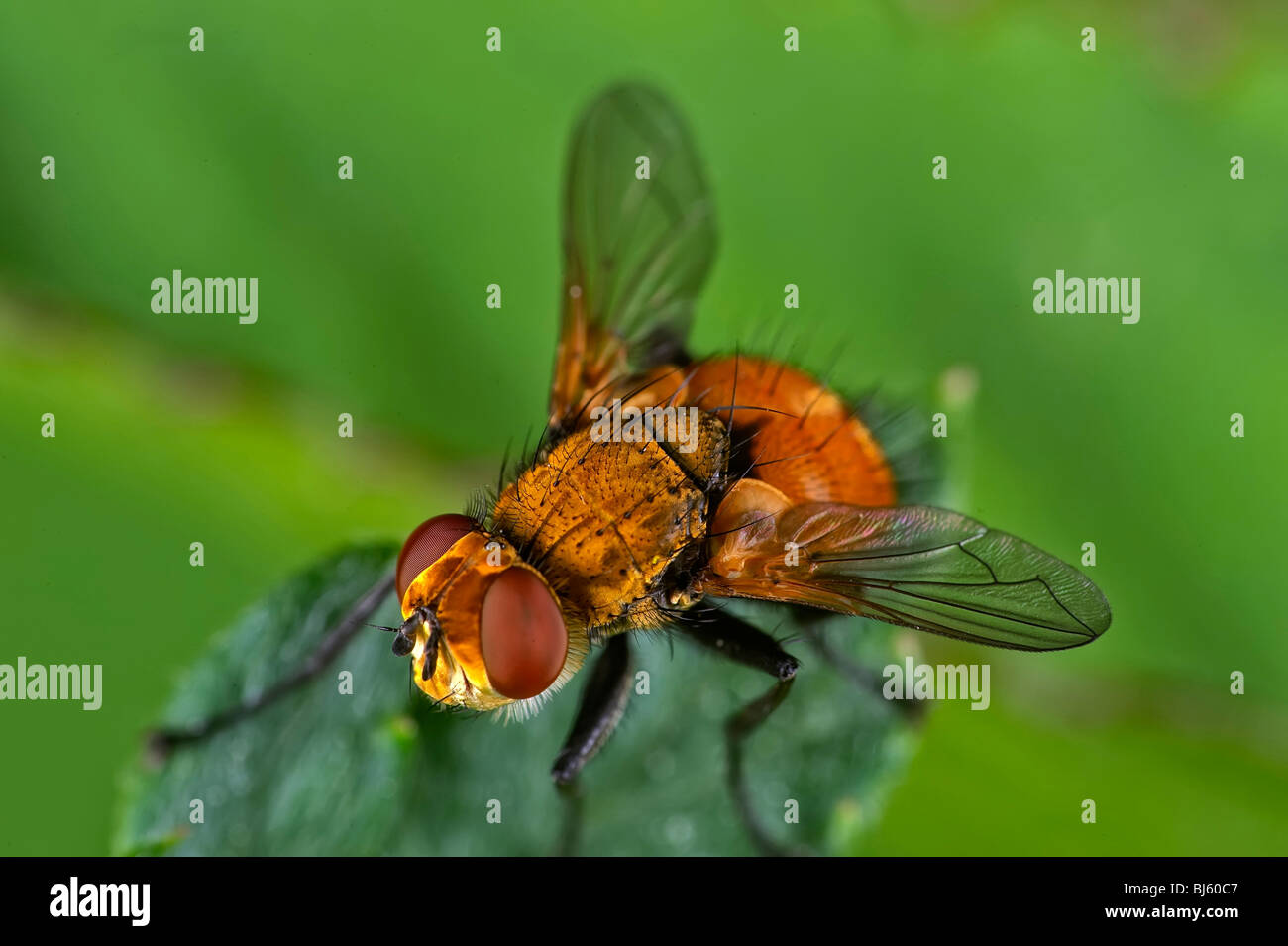 Insect macro, Russia, Moscow Region Stock Photo - Alamy