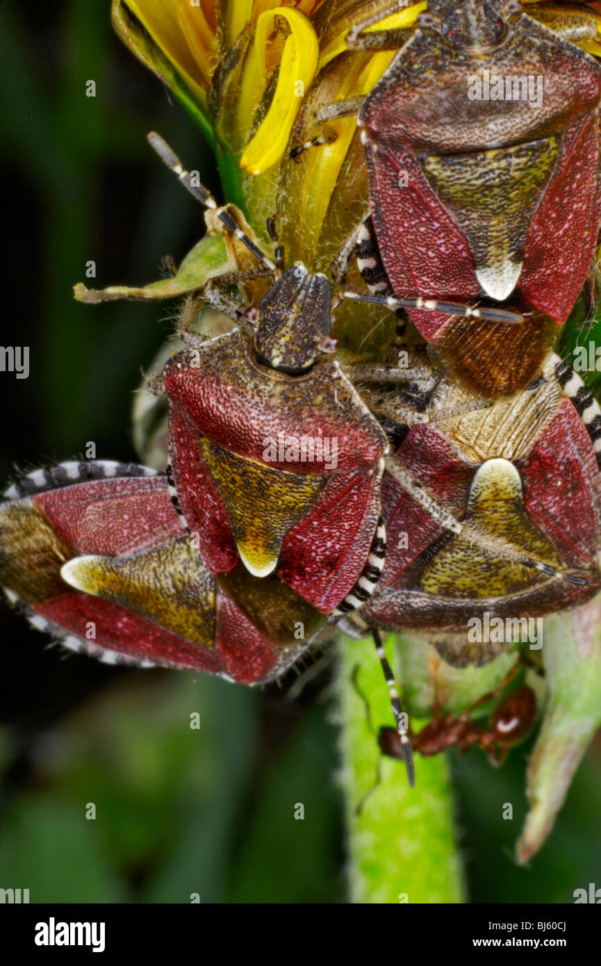 Alien bugs hi-res stock photography and images - Alamy
