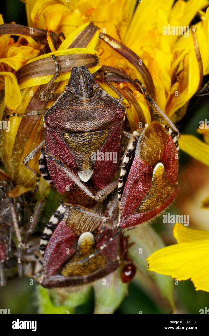 Bizarre bugs hi-res stock photography and images - Alamy