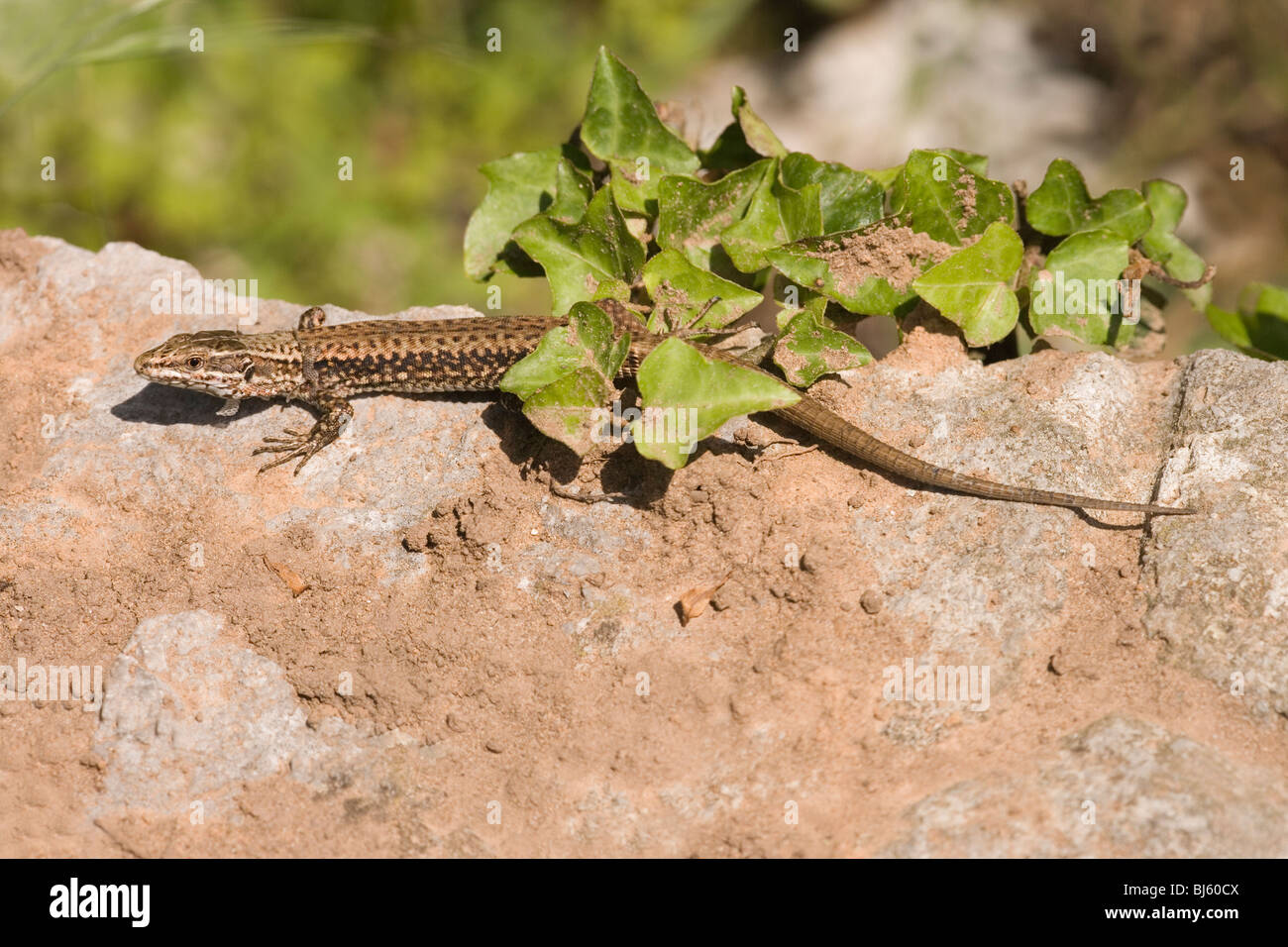 Wall Lizard (Podarcis muralis). Adult male. Shedding of skin (ecdysis ...