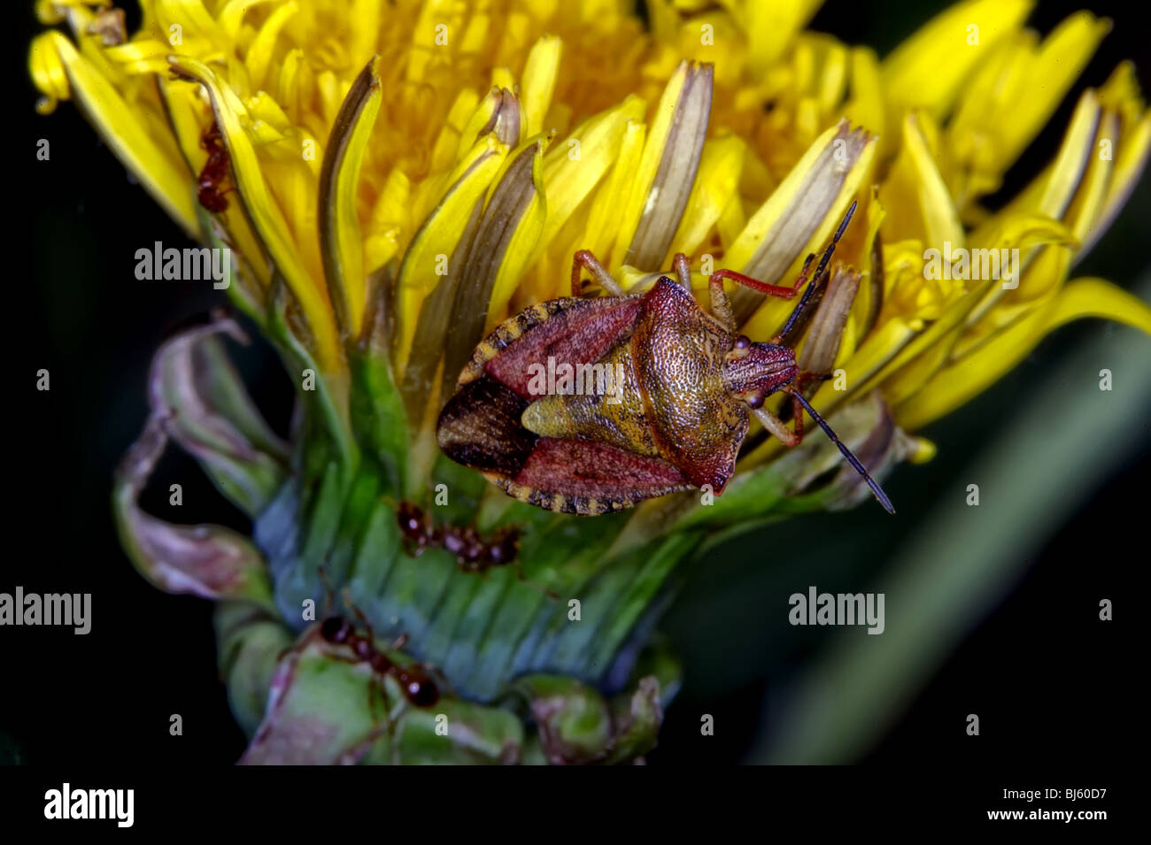 Insect macro, Russia, Moscow Region Stock Photo - Alamy