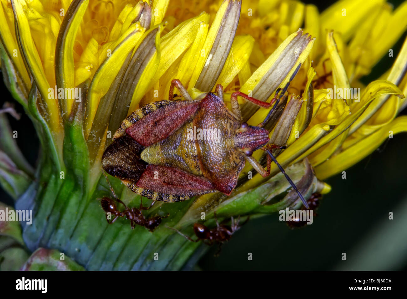 Insect macro, Russia, Moscow Region Stock Photo - Alamy