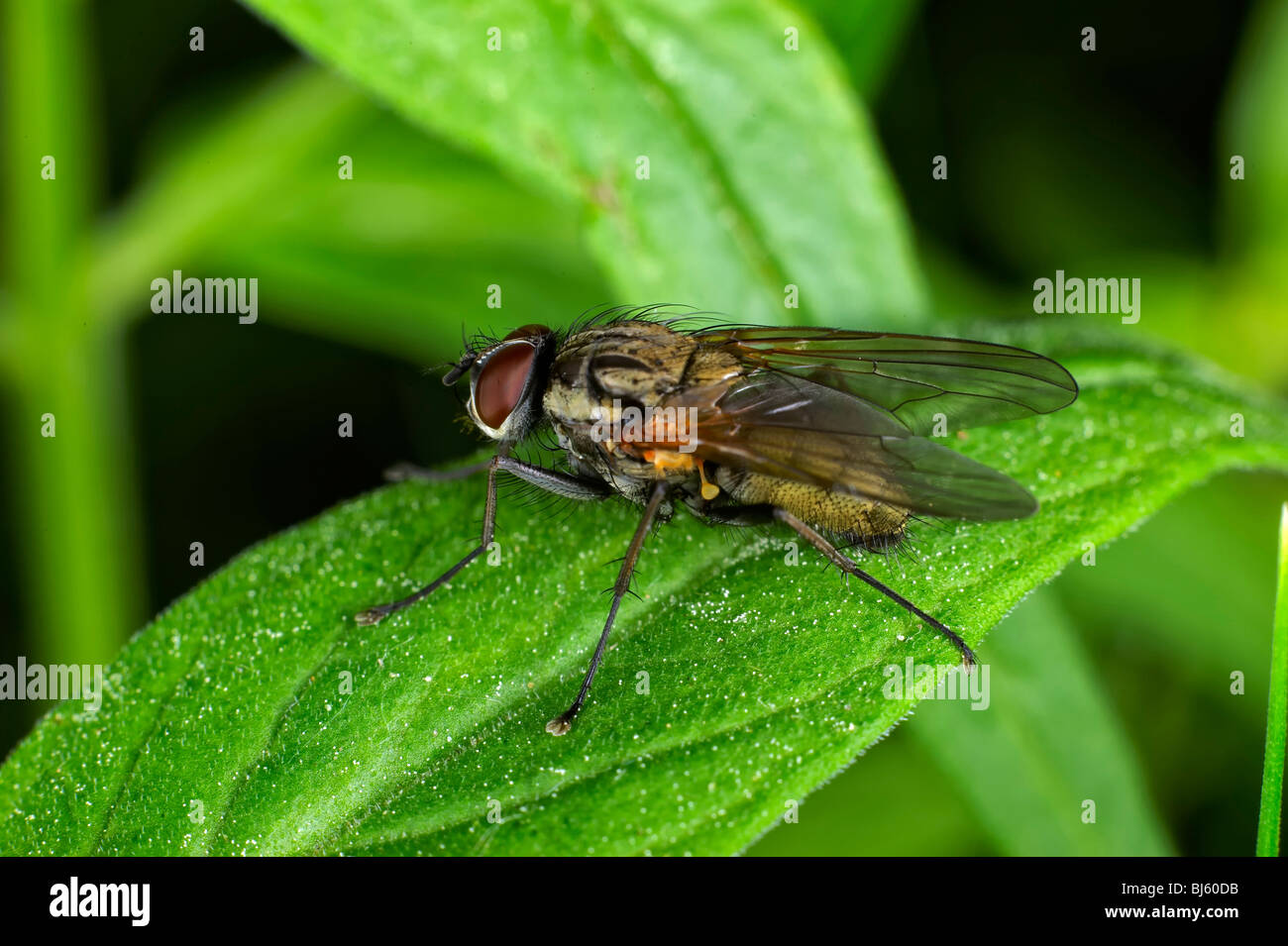 Insect macro, Russia, Moscow Region Stock Photo - Alamy