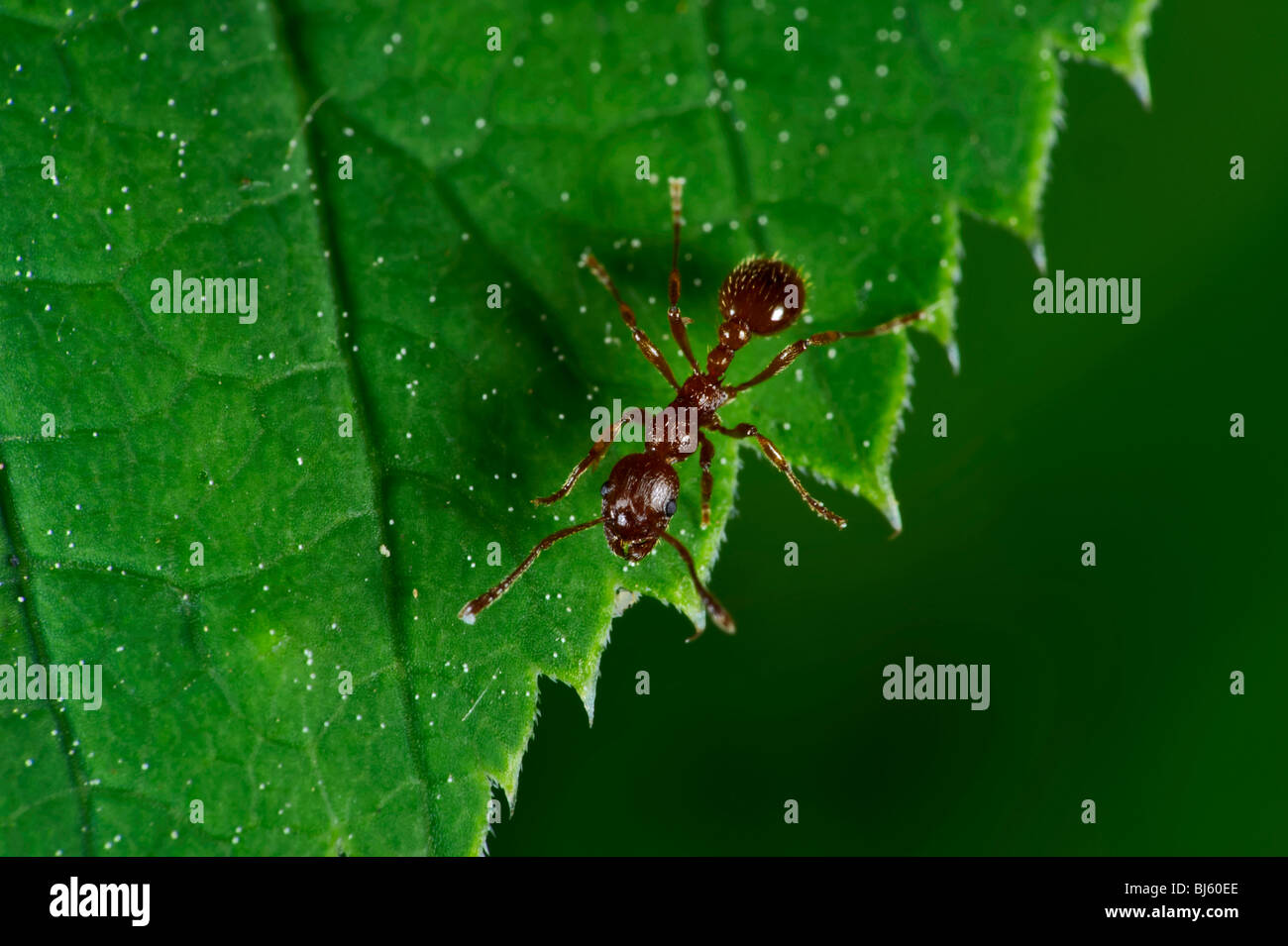 Black giant ant hi-res stock photography and images - Alamy