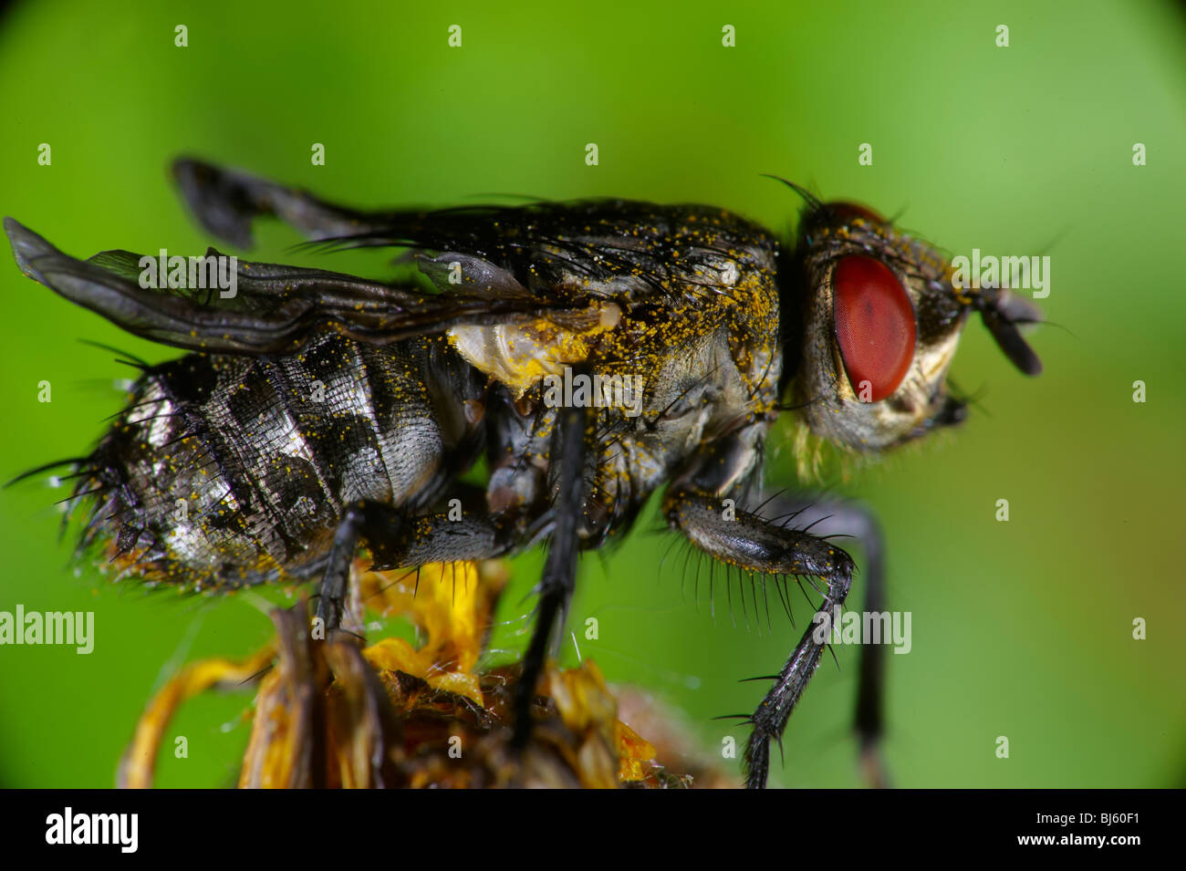 Insect macro, Russia, Moscow Region Stock Photo - Alamy
