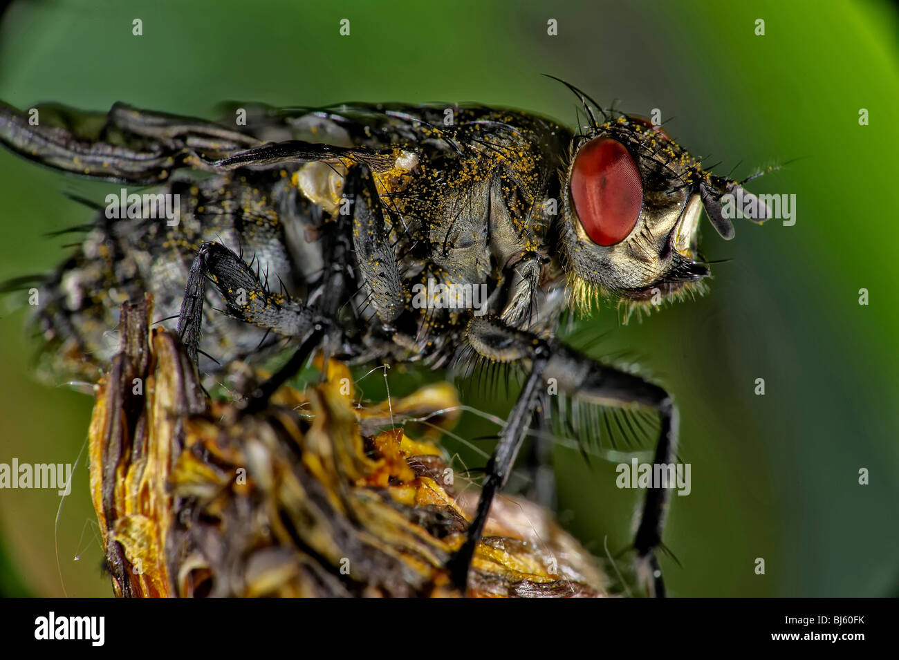 Insect macro, Russia, Moscow Region Stock Photo - Alamy