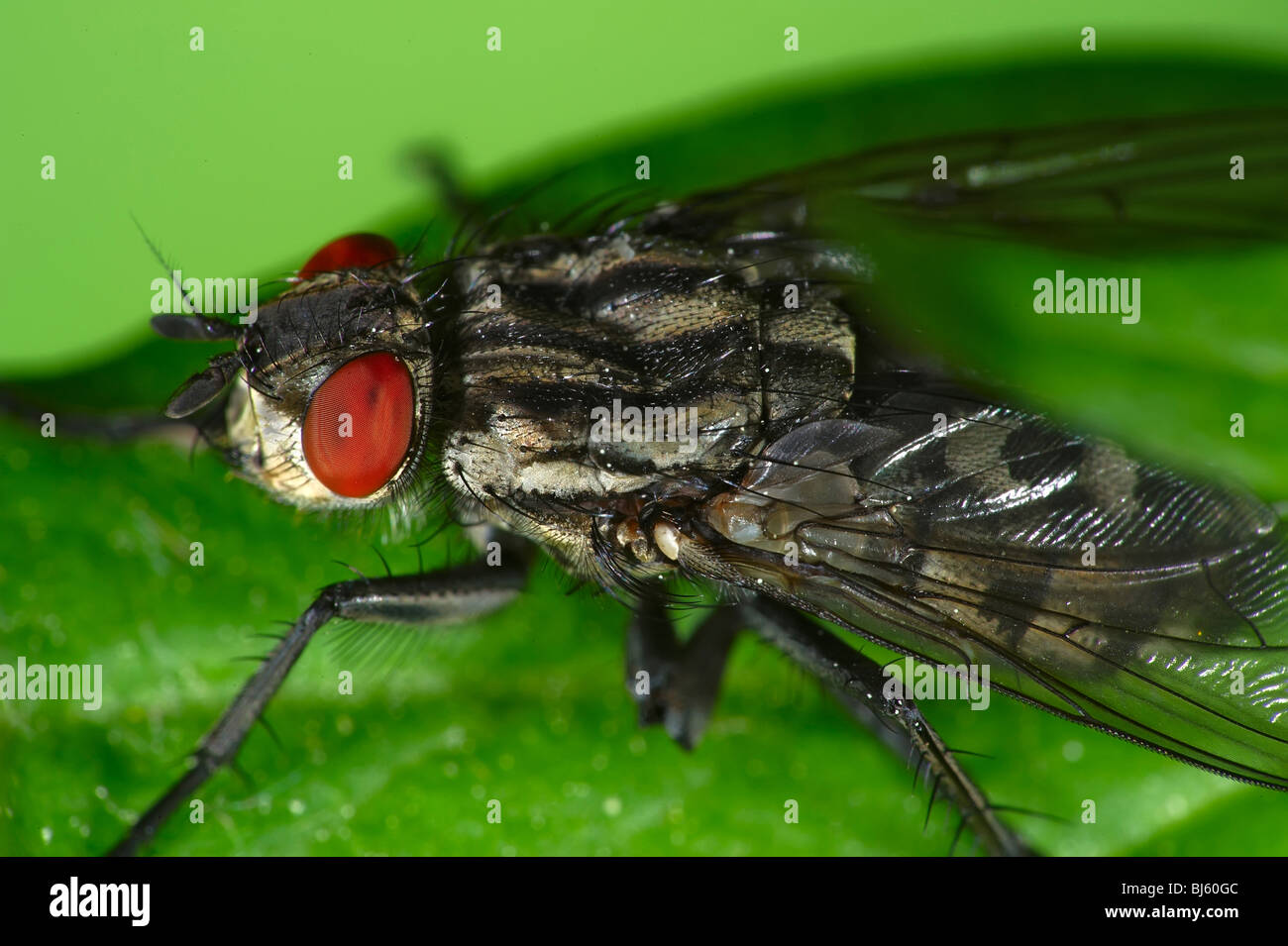 Insect macro, Russia, Moscow Region Stock Photo - Alamy