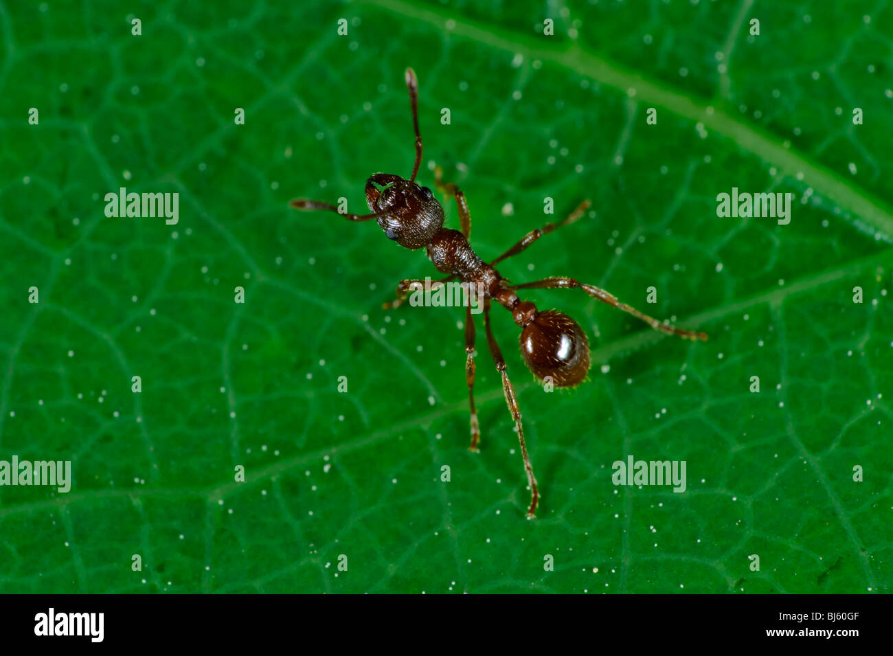 Ant abdomen hi-res stock photography and images - Alamy