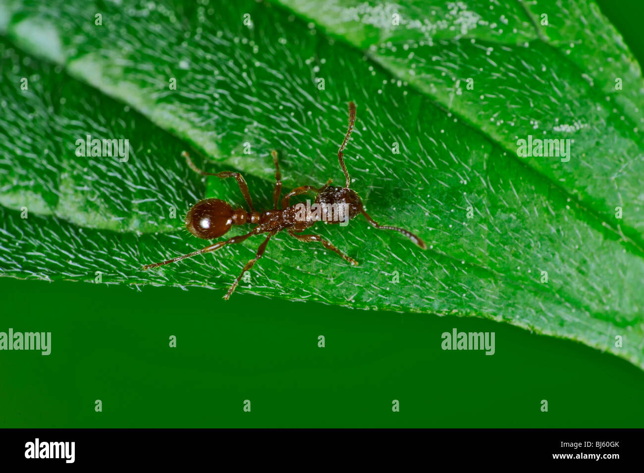 Ant abdomen hi-res stock photography and images - Alamy