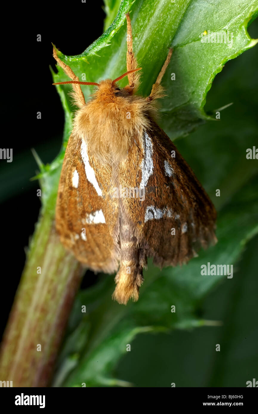 Insect macro, Russia, Moscow Region Stock Photo - Alamy