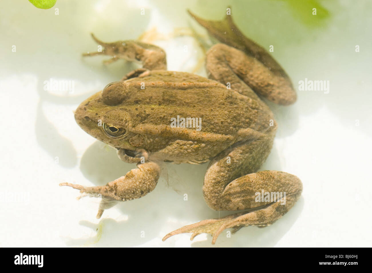 Prominent dorsolateral folds hi-res stock photography and images - Alamy