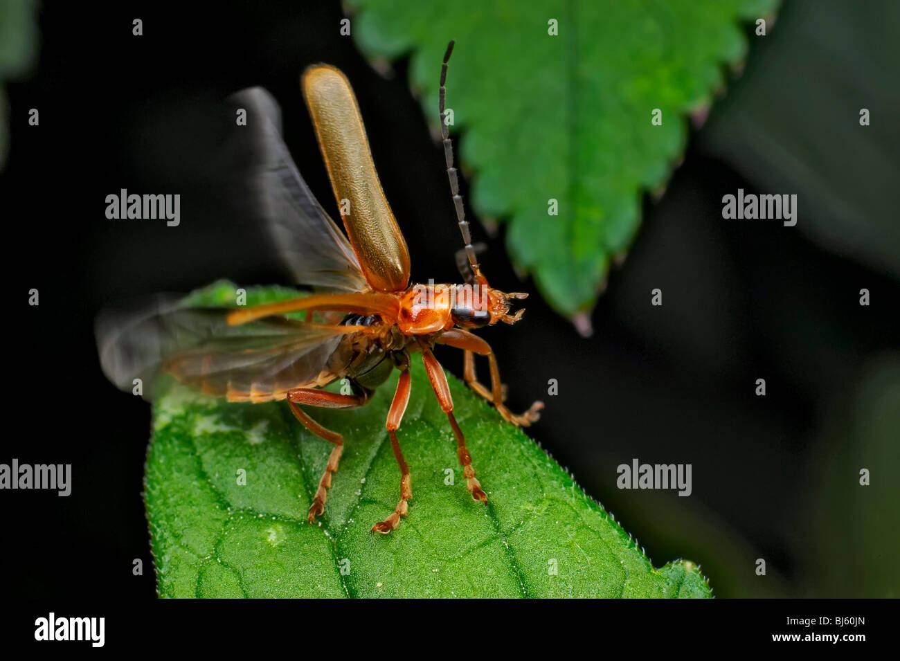 Insect macro, Russia, Moscow Region Stock Photo - Alamy