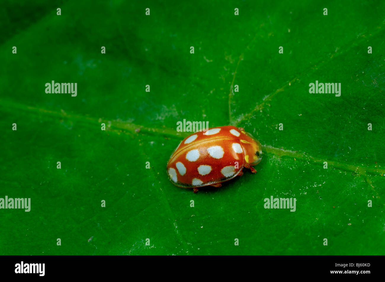 Ladybug termite hi-res stock photography and images - Alamy