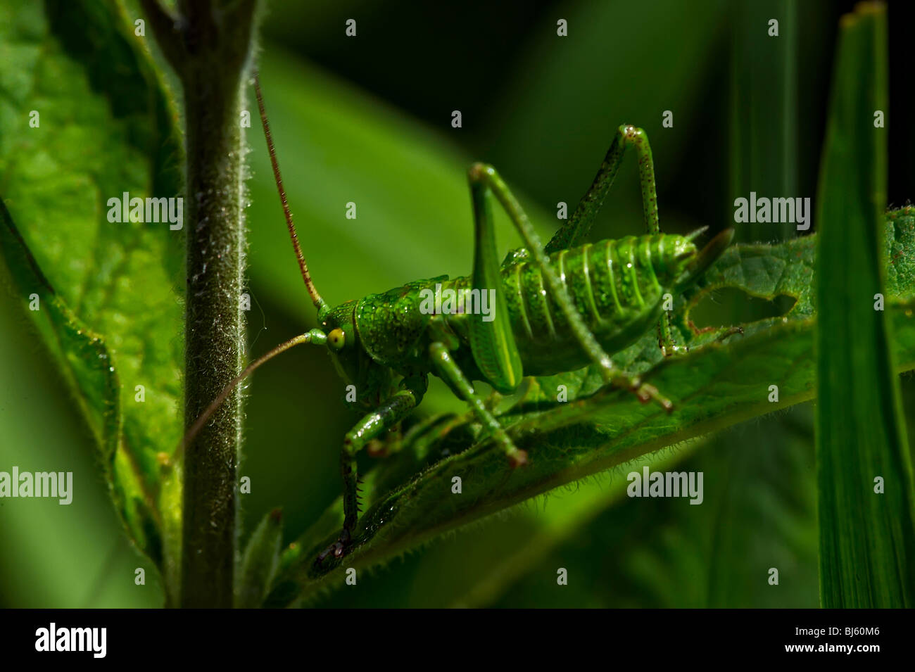Insect macro, Russia, Moscow Region Stock Photo - Alamy