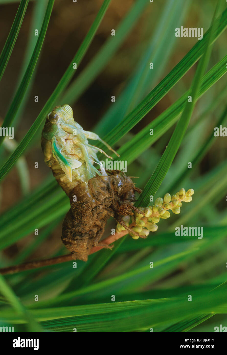 Locust shell hi-res stock photography and images - Alamy