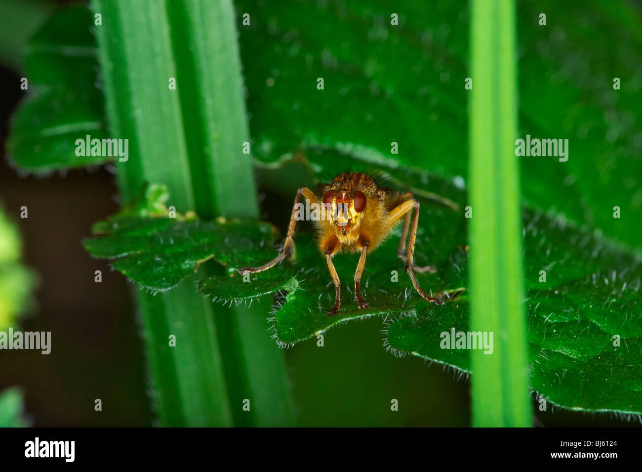 Predatory house fly hi-res stock photography and images - Alamy