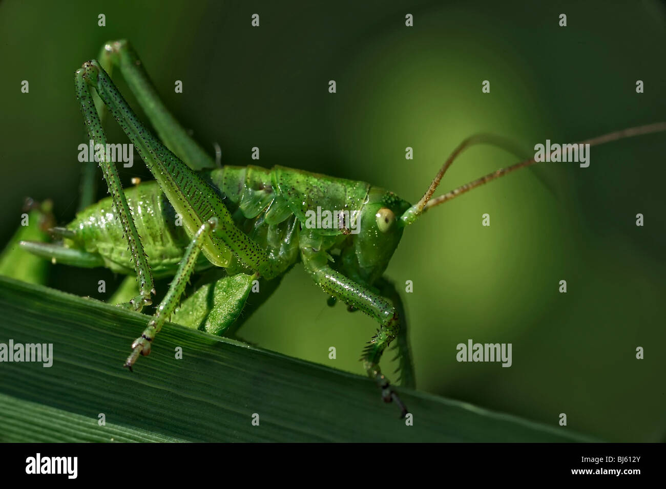 Insect macro, Russia, Moscow Region Stock Photo - Alamy