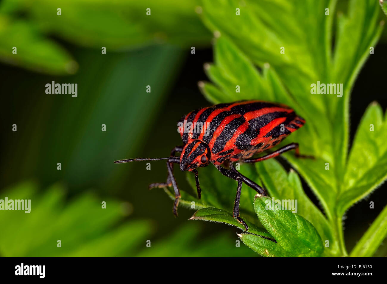 Insect macro, Russia, Moscow Region Stock Photo - Alamy
