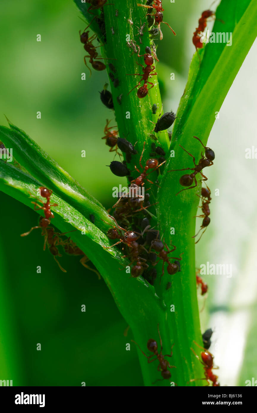 Ant abdomen hi-res stock photography and images - Alamy