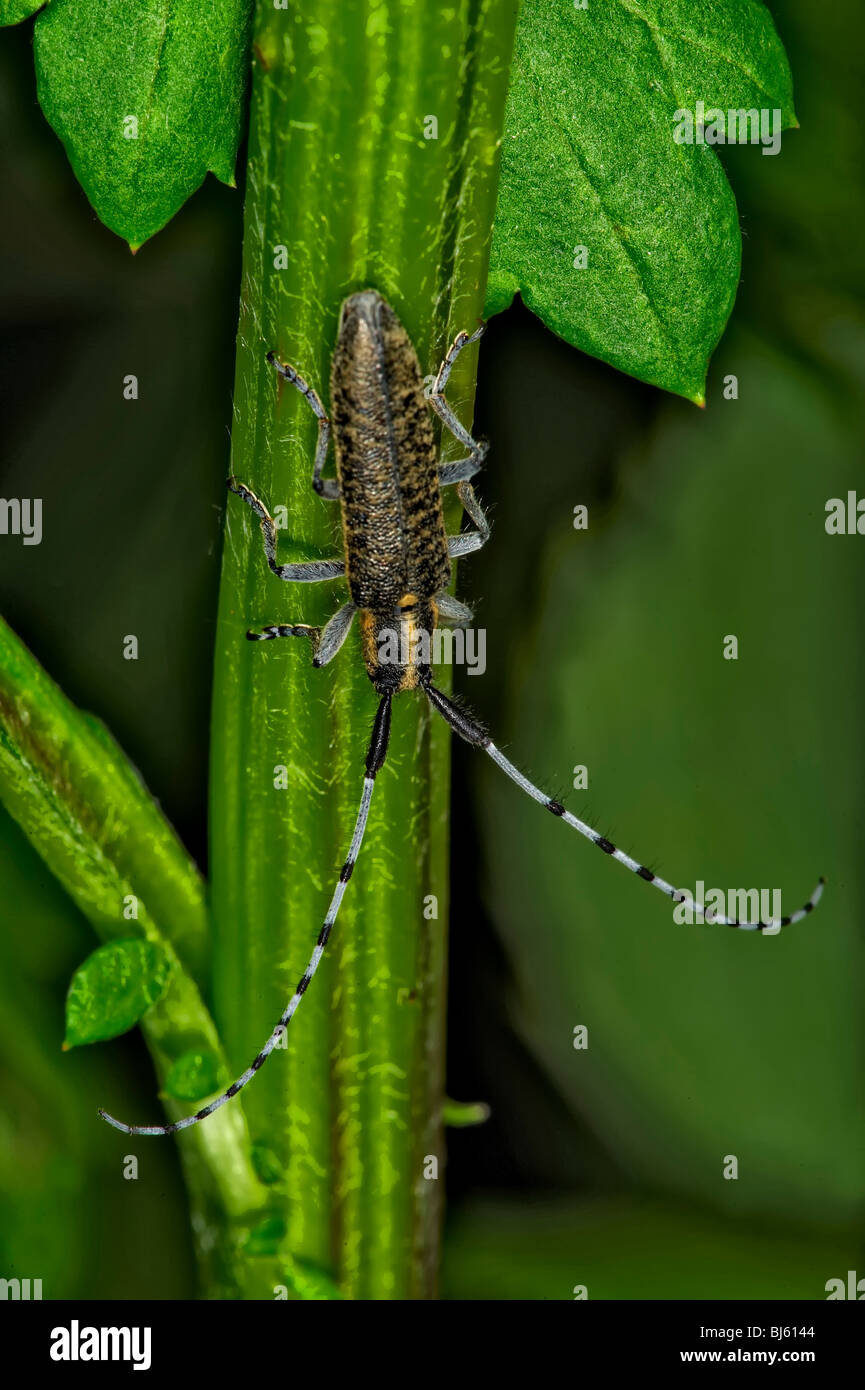 Insect macro, Russia, Moscow Region Stock Photo - Alamy