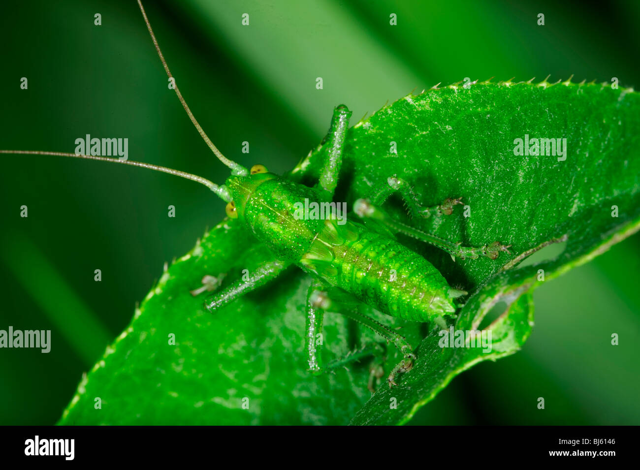 Summer grasshopper hi-res stock photography and images - Alamy