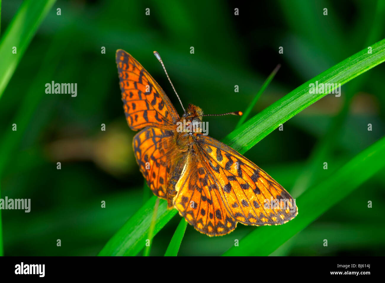 A butterfly is any of several groups of mainly day-flying insects of ...