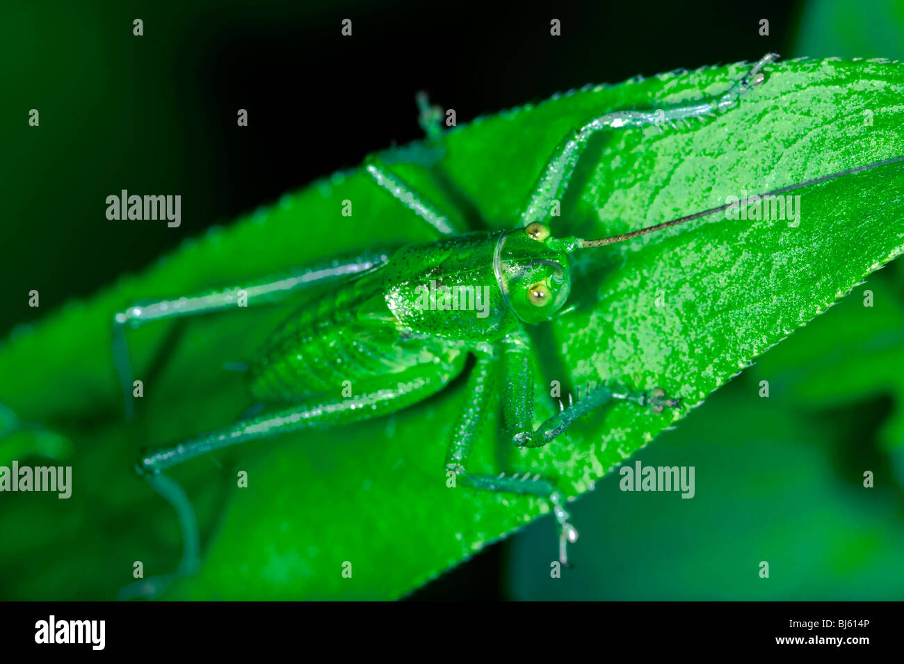 Grasshopper brown hi-res stock photography and images - Alamy