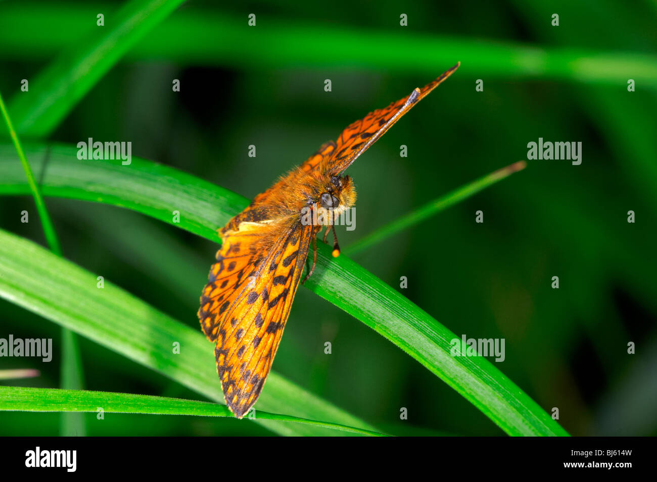 A butterfly is any of several groups of mainly day-flying insects of ...