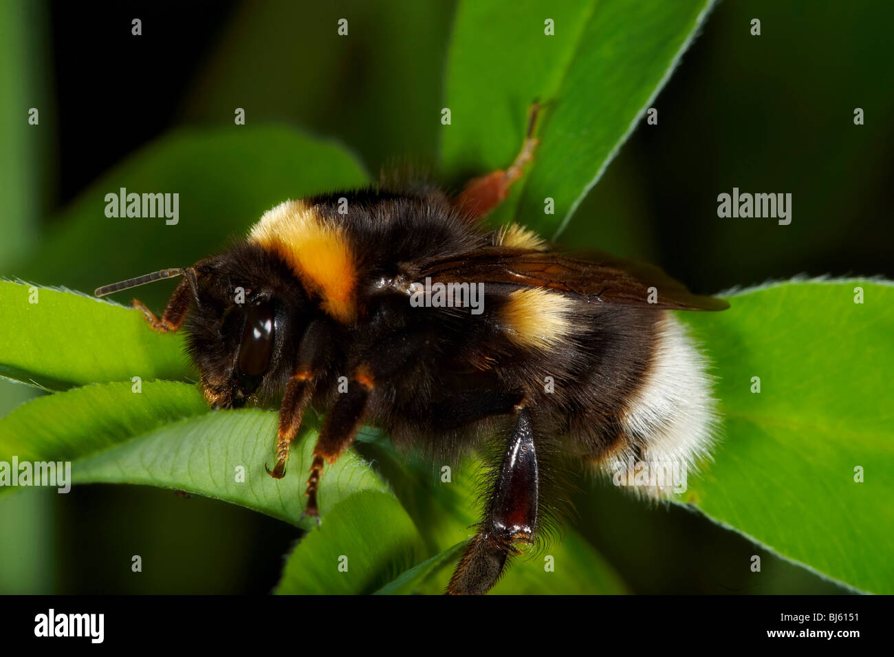 Insect macro, Russia, Moscow Region Stock Photo - Alamy