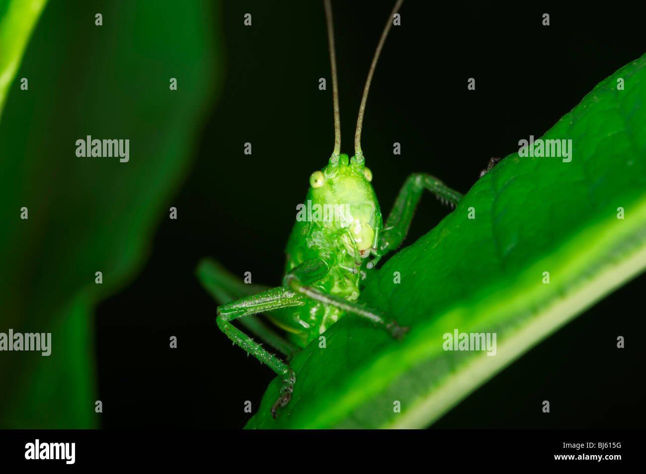 Grasshopper antenna hi-res stock photography and images - Alamy