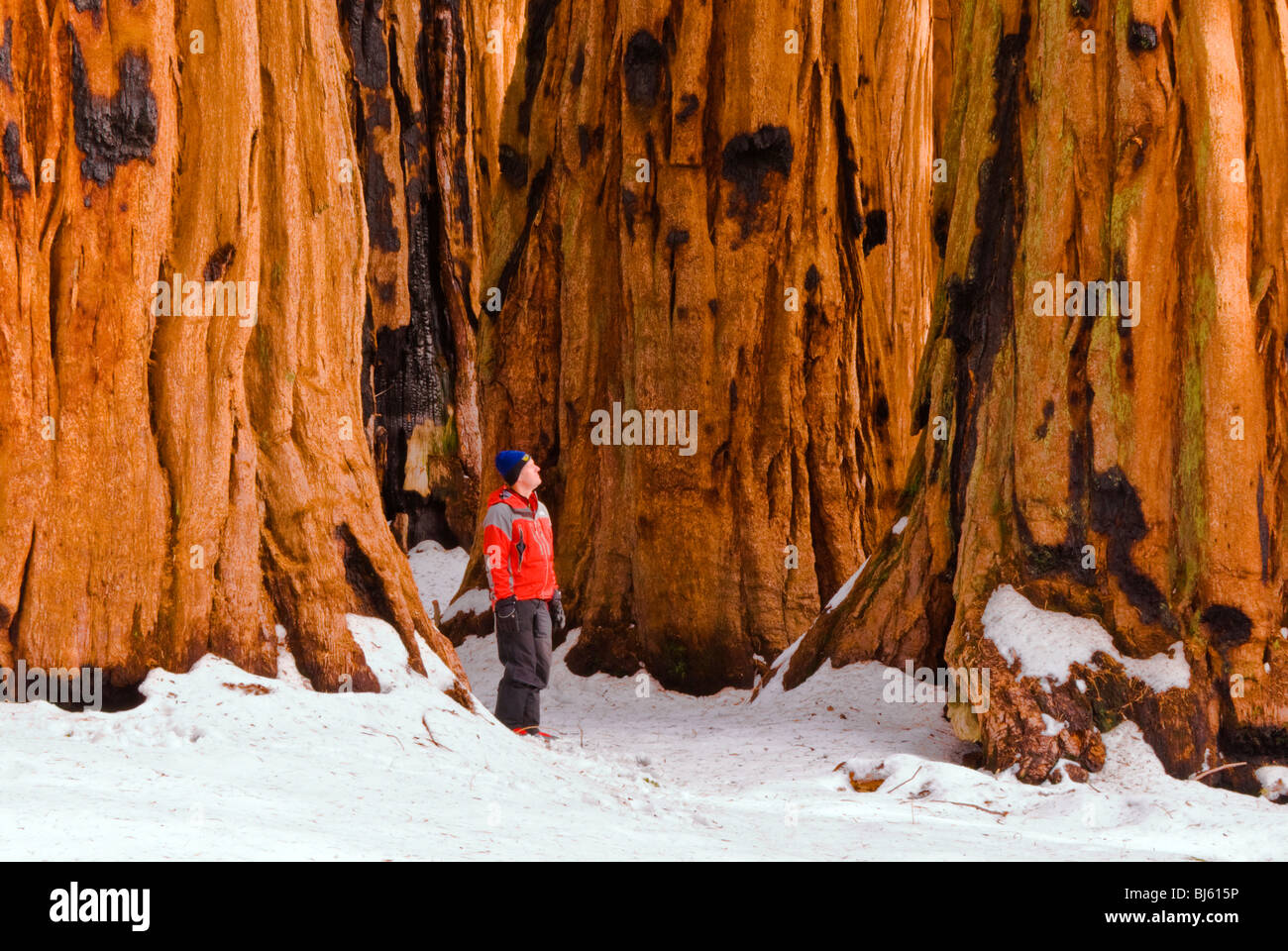 Giant sequoia person hi-res stock photography and images - Alamy