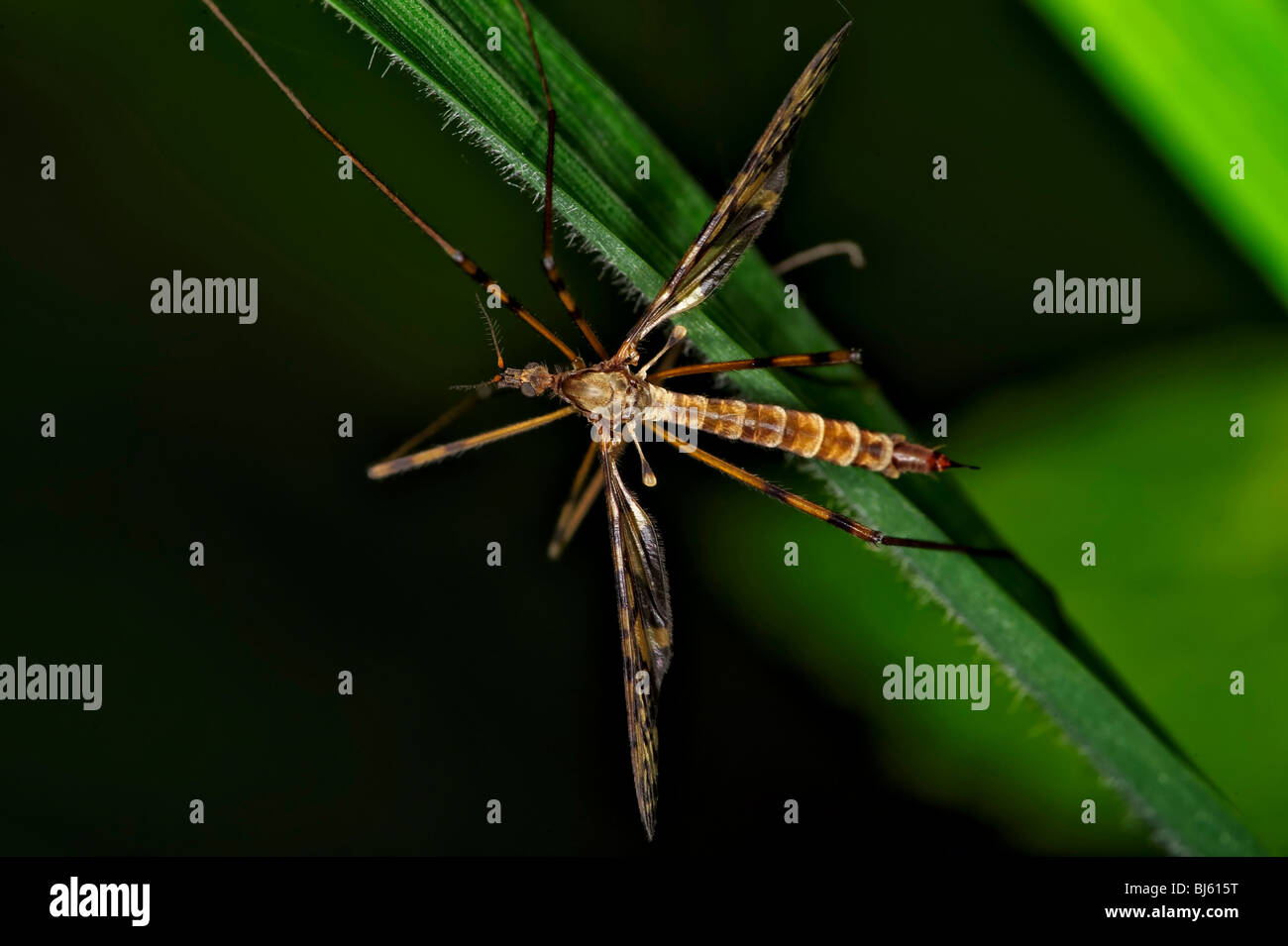 Insect macro, Russia, Moscow Region Stock Photo - Alamy