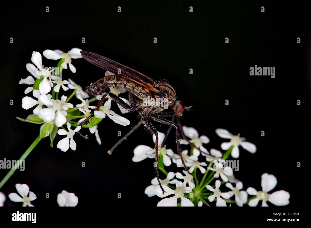 Insect macro, Russia, Moscow Region Stock Photo - Alamy