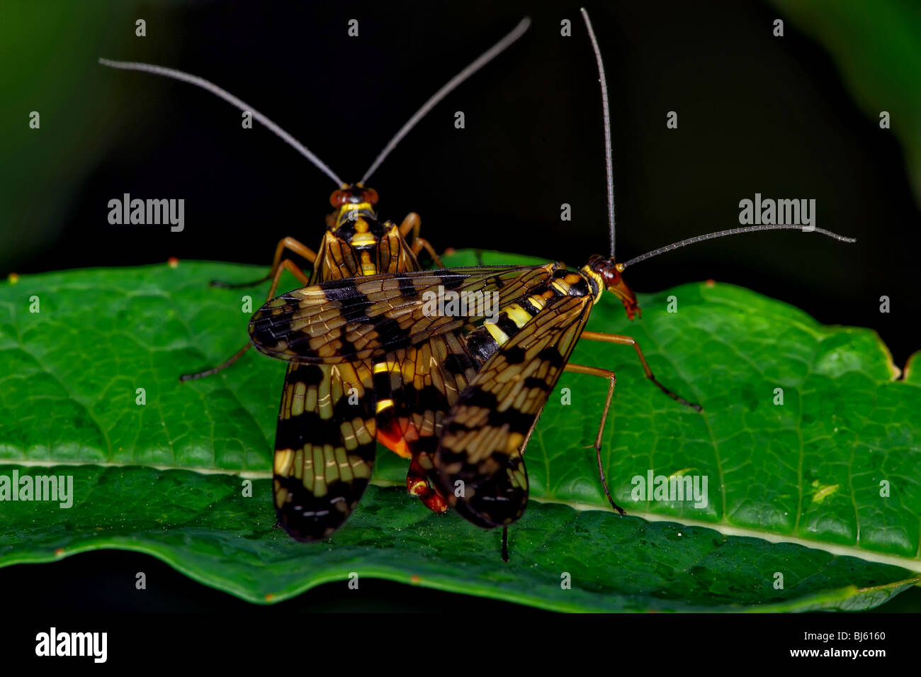 Insect macro, Russia, Moscow Region Stock Photo - Alamy