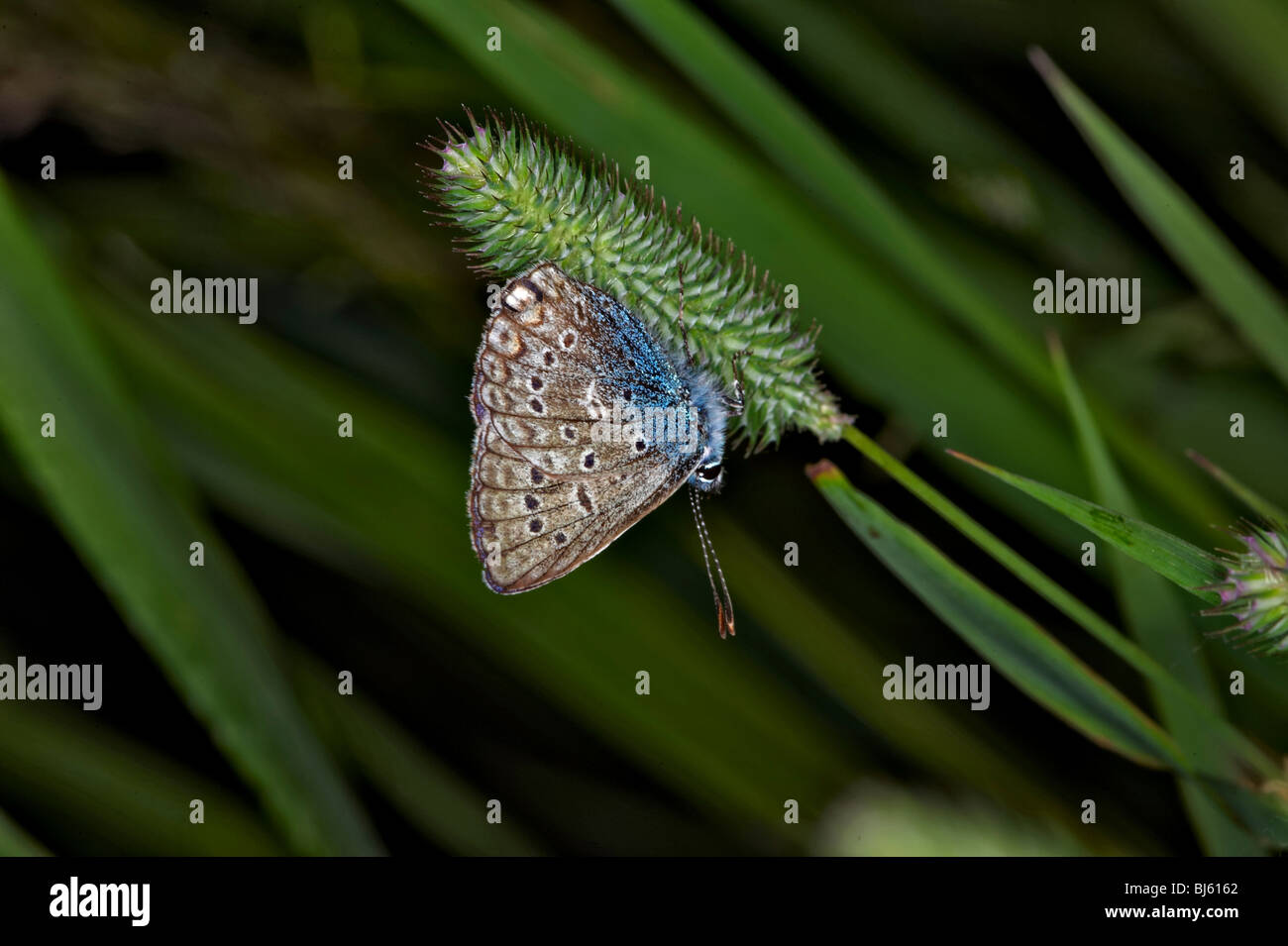 Insect macro, Russia, Moscow Region Stock Photo - Alamy