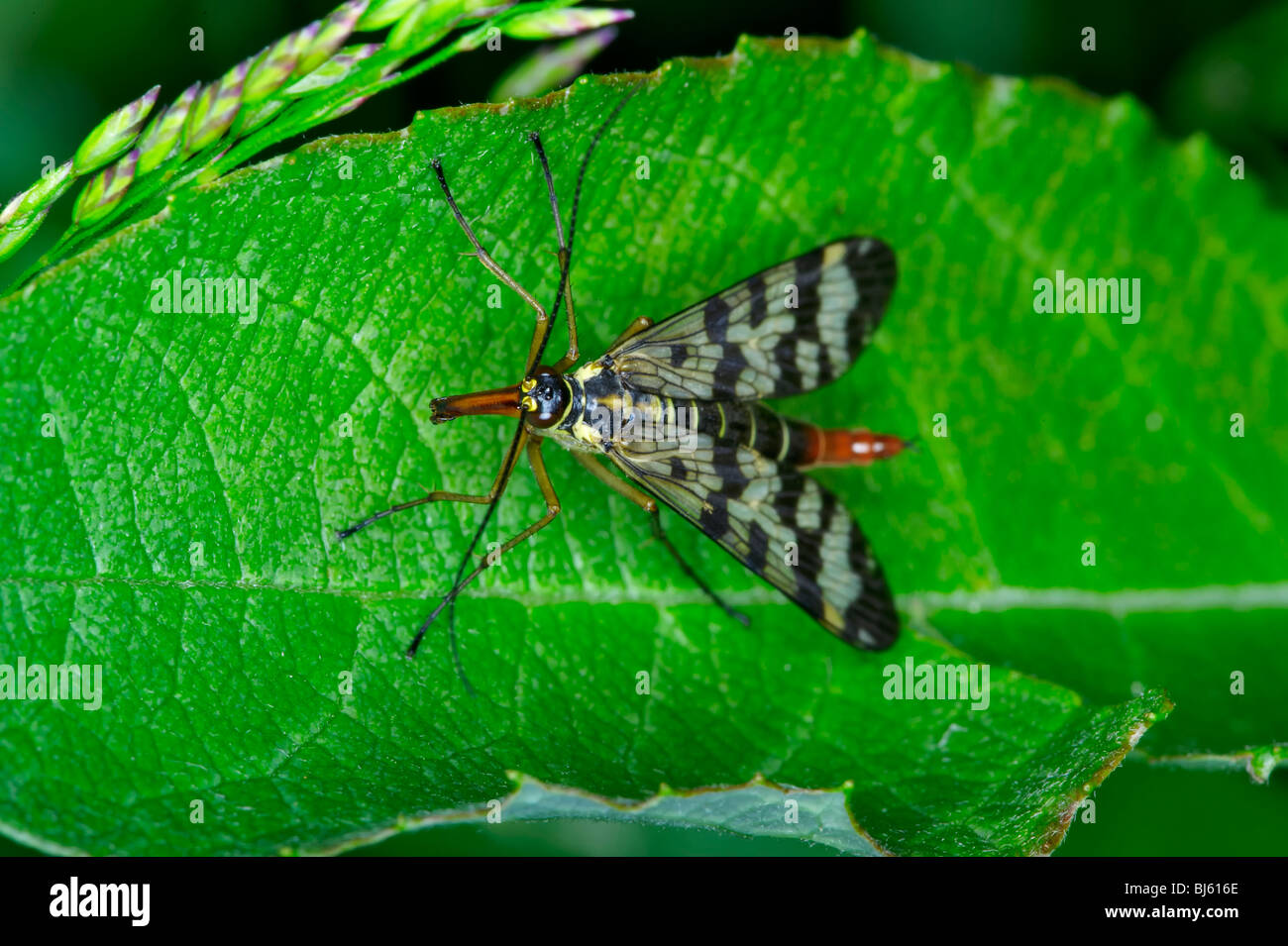 Bizarre insect hi-res stock photography and images - Alamy