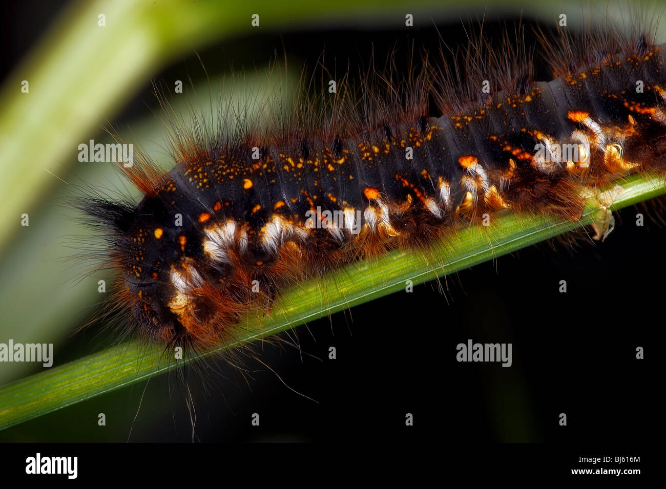 Insect macro, Russia, Moscow Region Stock Photo - Alamy