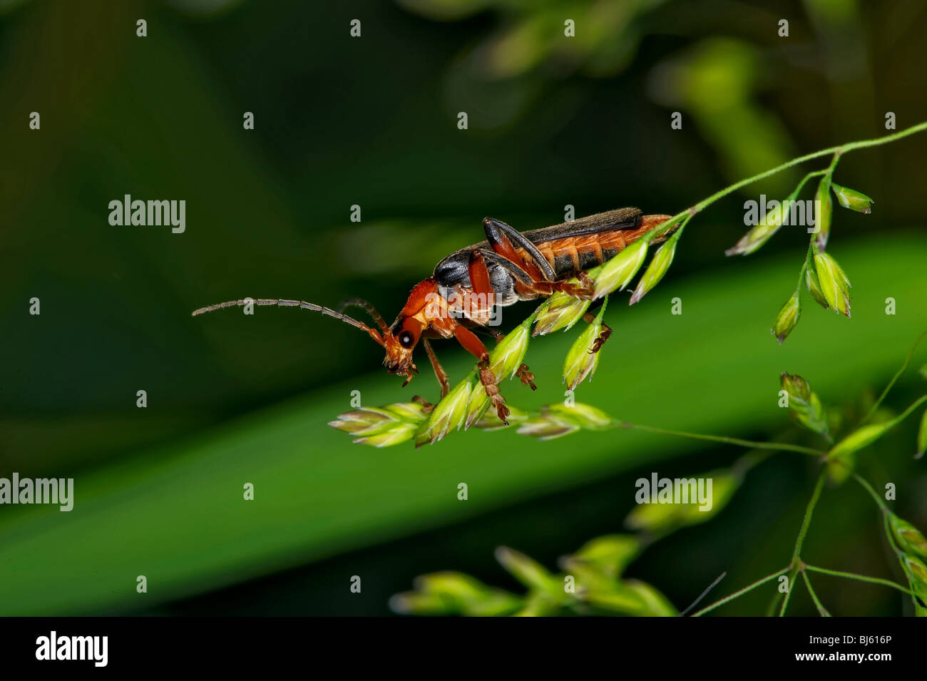 Insect macro, Russia, Moscow Region Stock Photo - Alamy