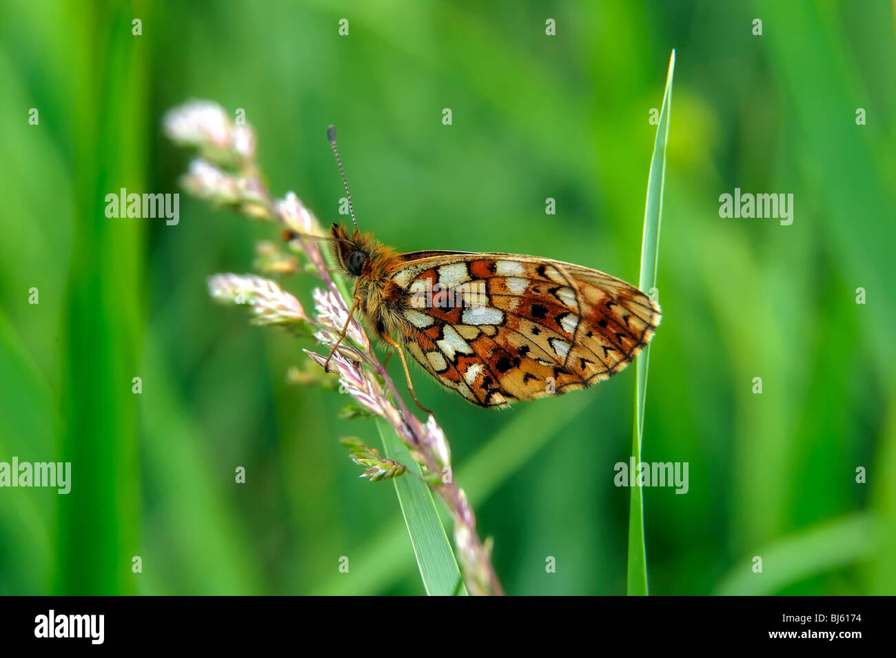 Insect macro, Russia, Moscow Region Stock Photo - Alamy