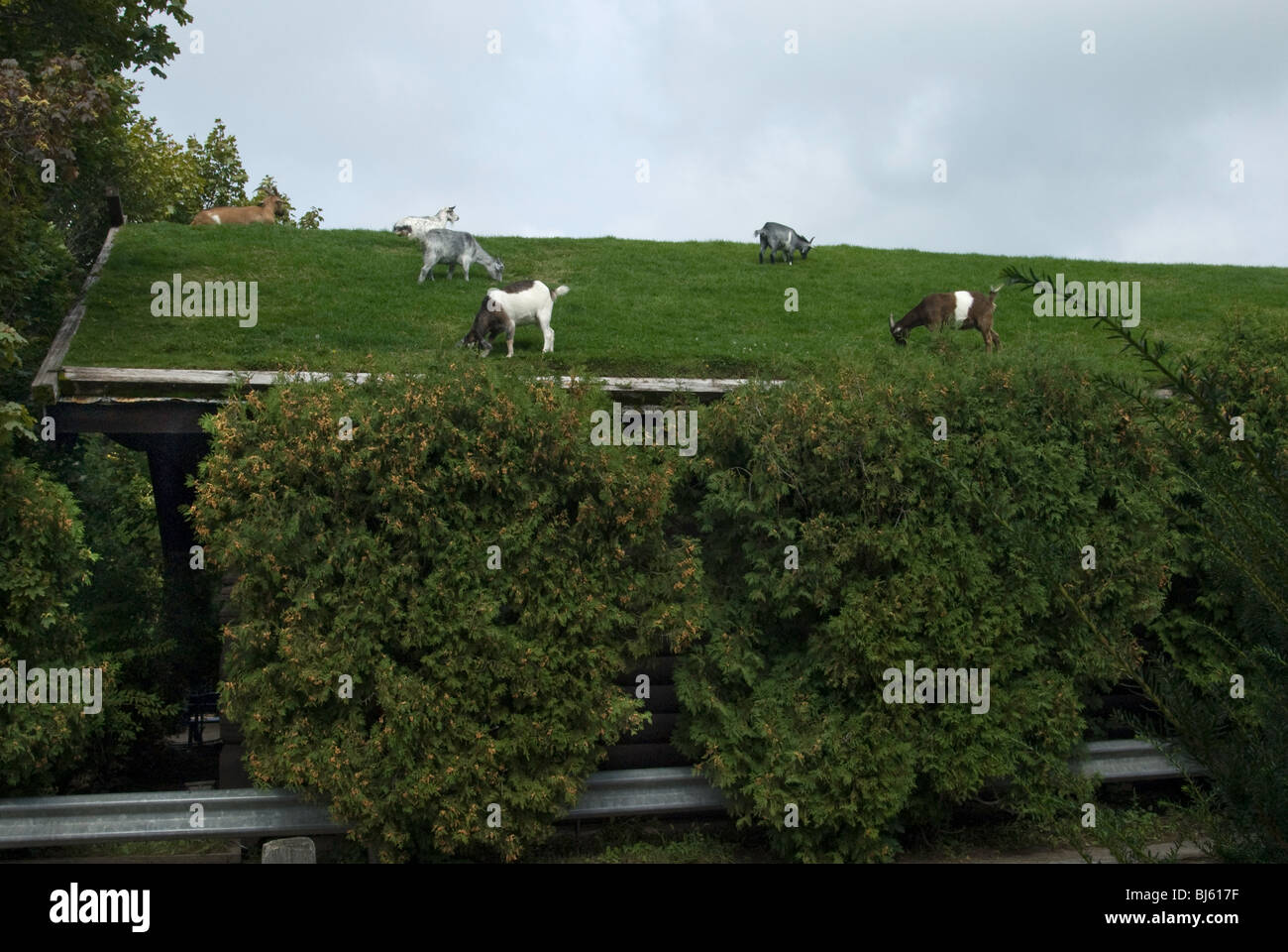 Green eco roof hi-res stock photography and images - Alamy